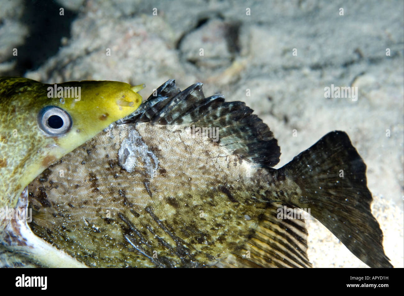 Poissons Lapins Banque d'image et photos - Alamy