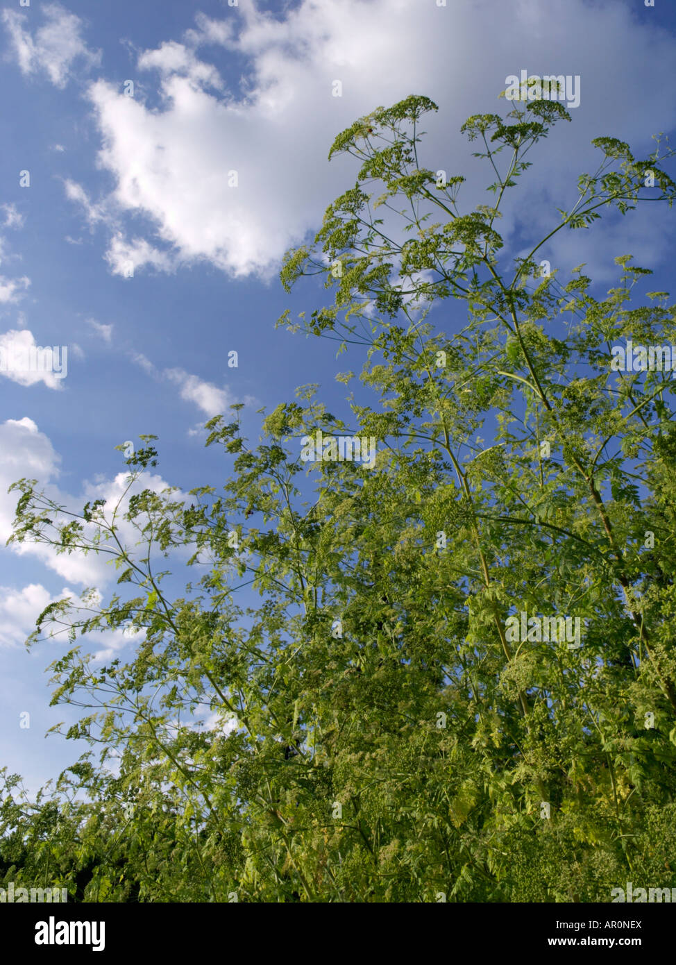 Poison hemlock conium maculatum Banque de photographies et d’images à ...