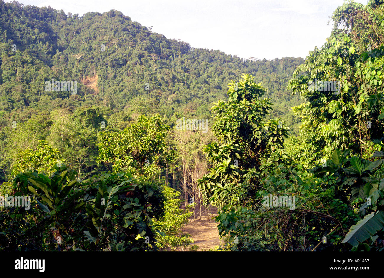 Arbres et végétation Daulo Pass autoroute Highlands Papouasie Nouvelle ...