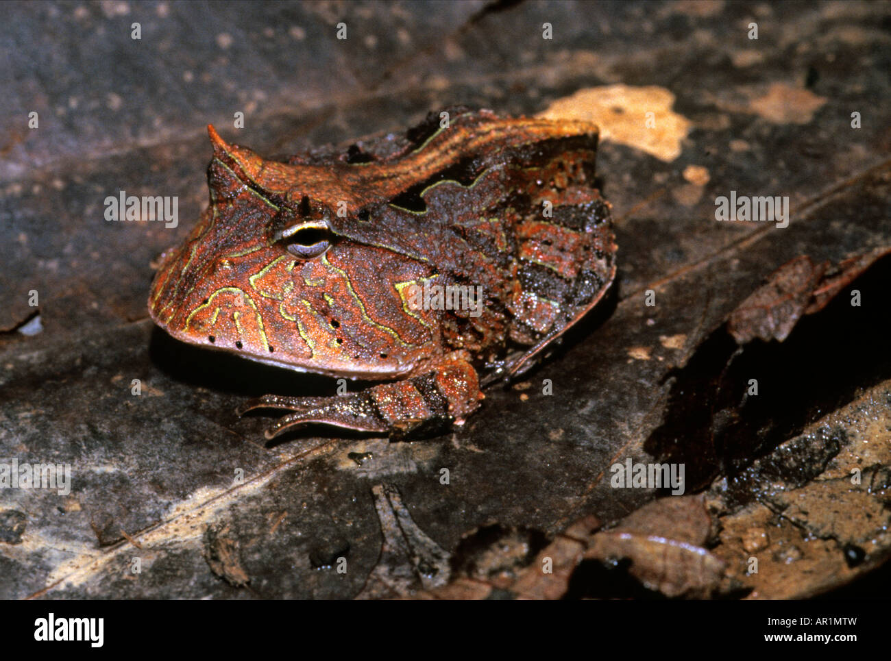 Amazon horned frog Banque de photographies et d’images à haute ...
