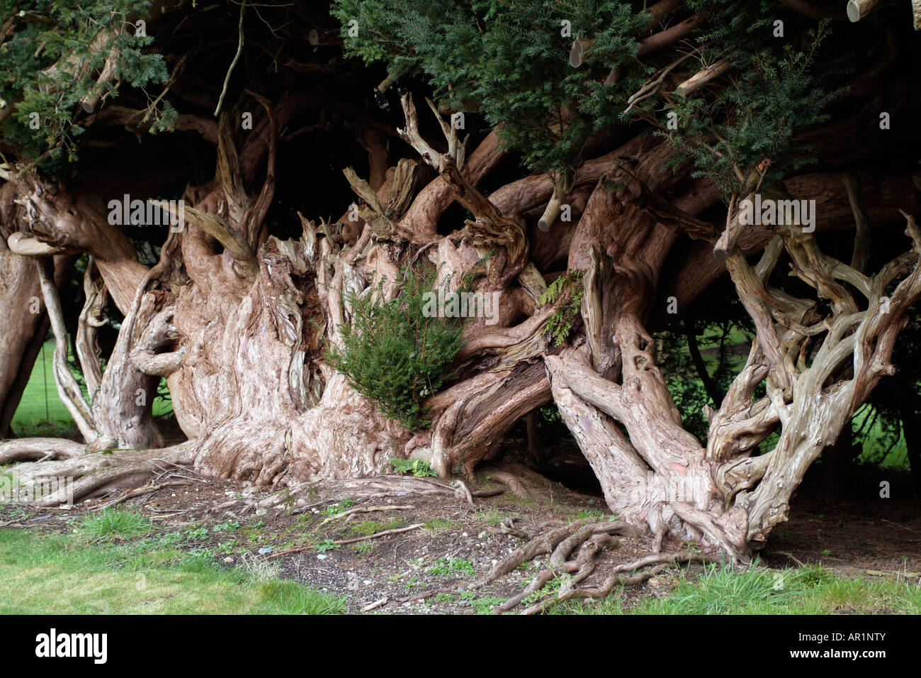 Yew tree Banque de photographies et d’images à haute résolution - Alamy