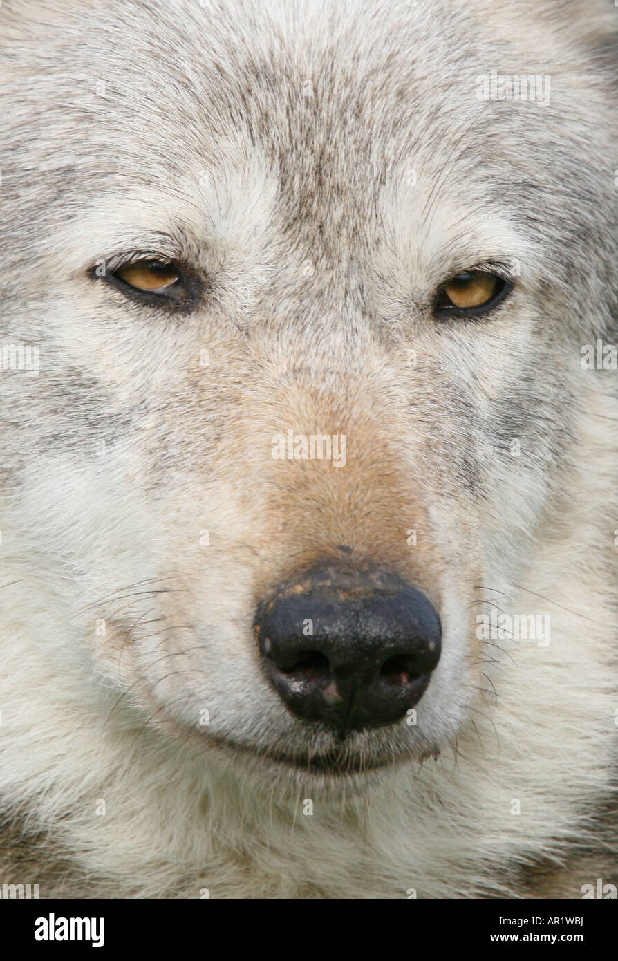 Lapin et loup Banque de photographies et d’images à haute résolution ...