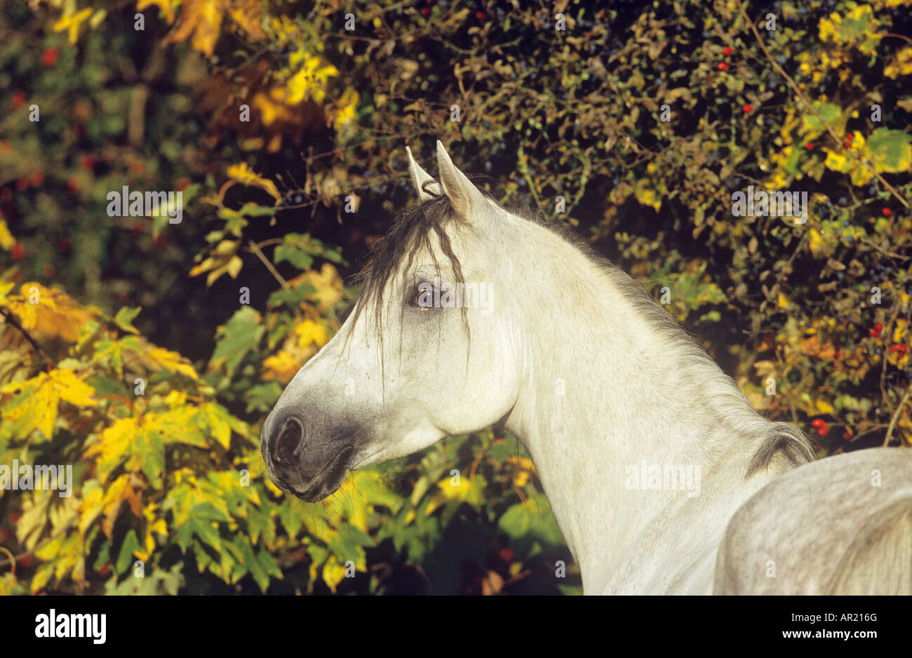 Anglo arabian horses Banque de photographies et d’images à haute ...