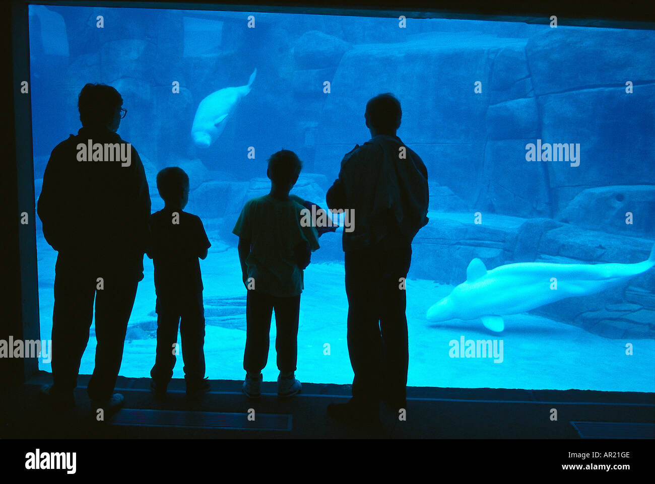 Vancouver aquarium belugas Banque de photographies et d’images à haute ...