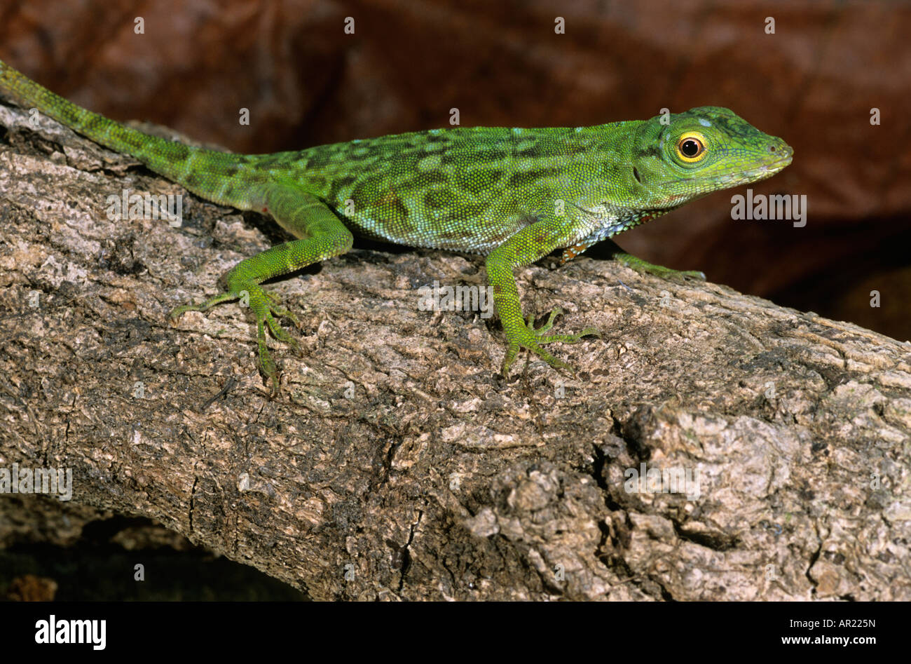 Norops biporcatus Banque de photographies et d’images à haute ...