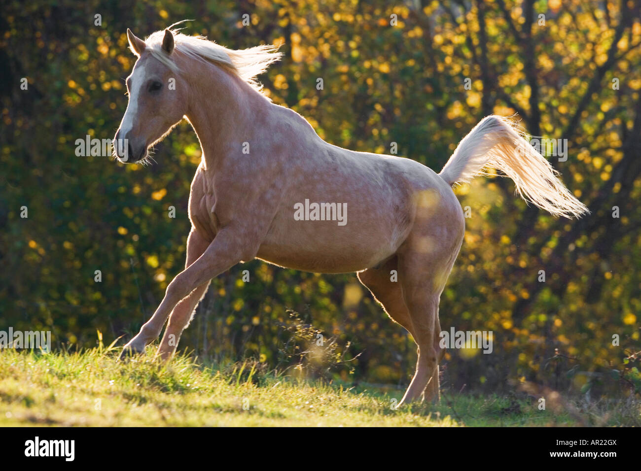 Anglo arabian horses Banque de photographies et d’images à haute ...