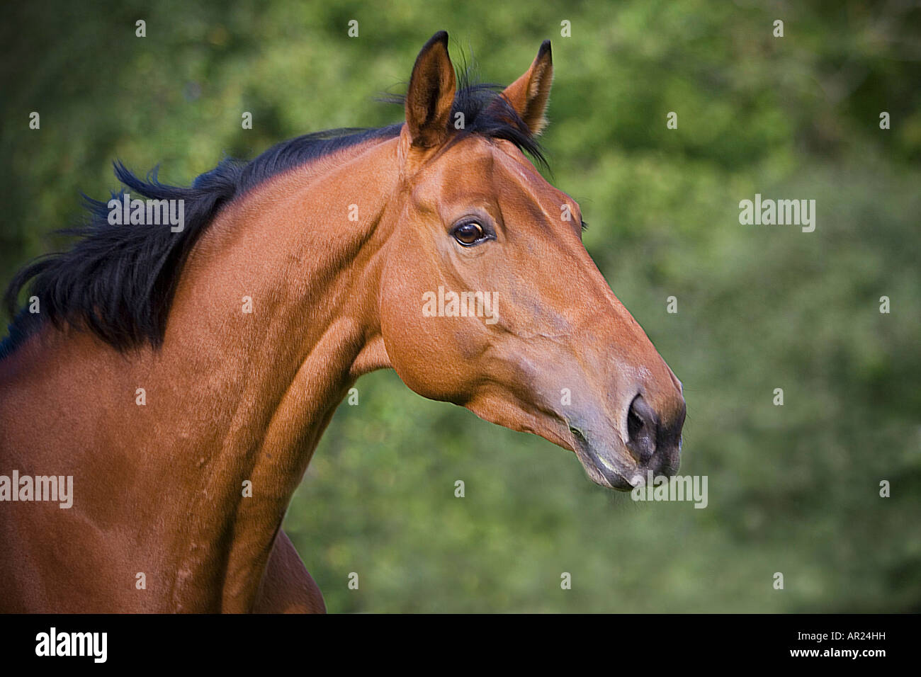 Selle francais horse Banque de photographies et d’images à haute ...