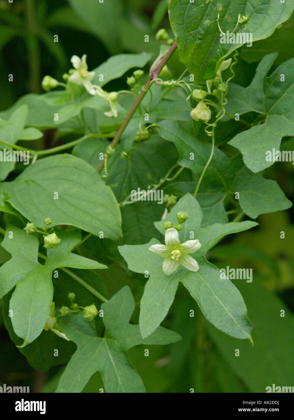 Bryonia cretica dioica Banque de photographies et d’images à haute ...