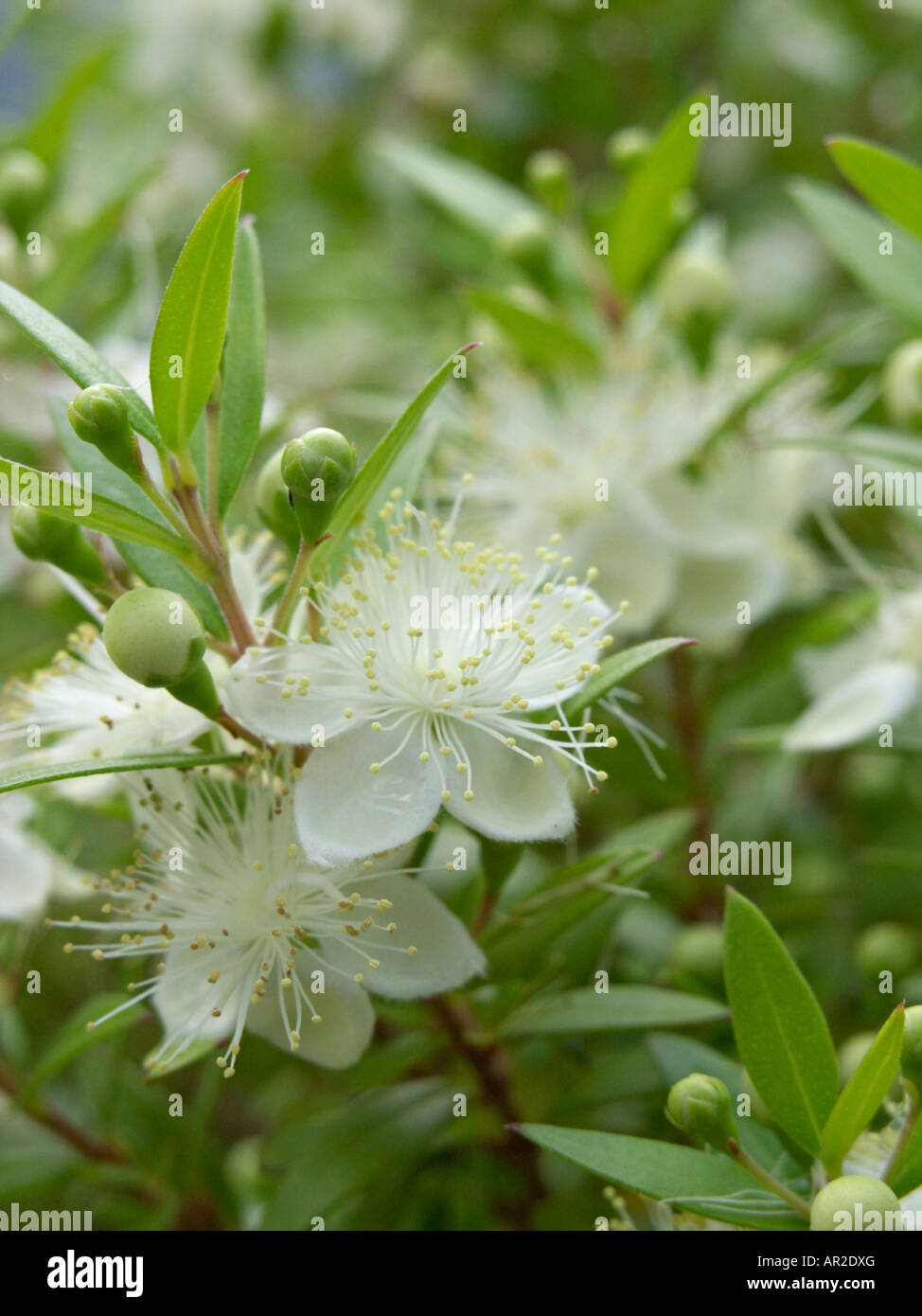Common myrtle myrtus communis Banque de photographies et d’images à ...