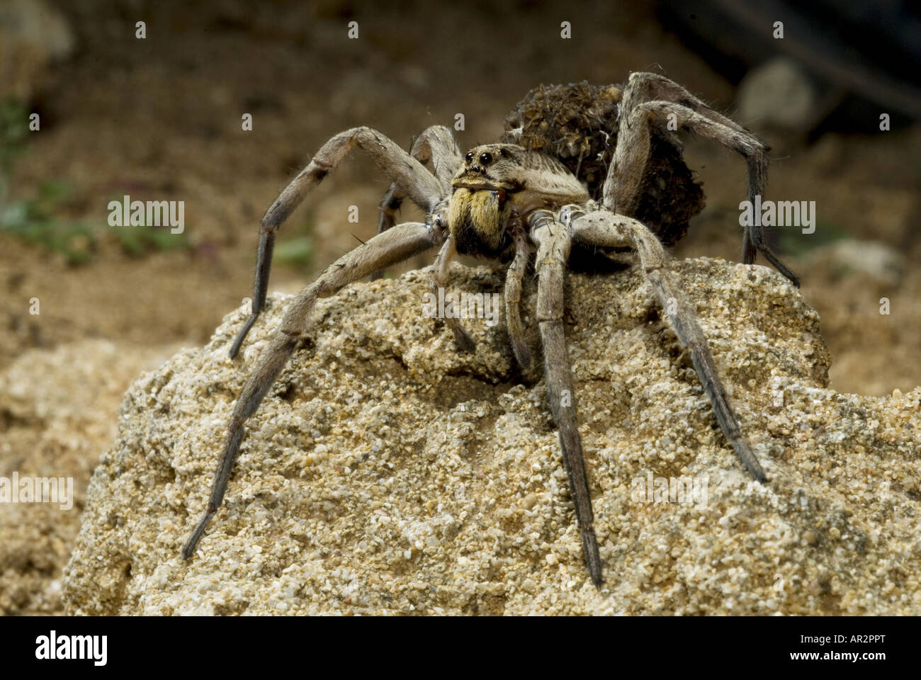 Tarentule des pouilles lycosa tarentula Banque de photographies et d ...