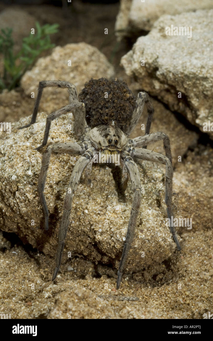 Tarentule des pouilles lycosa tarentula Banque de photographies et d ...