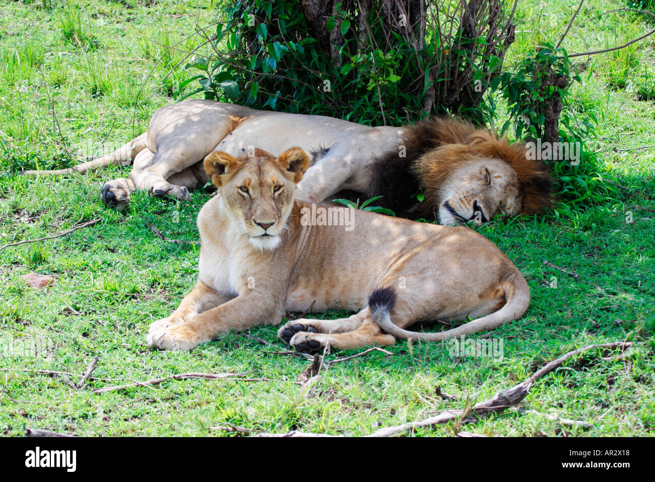 Accouplement de lion et lionne Banque de photographies et d’images à ...