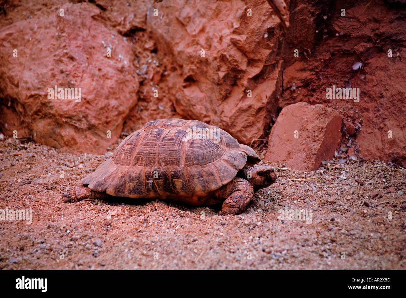 Marginated tortoise testudo marginata Banque de photographies et d ...