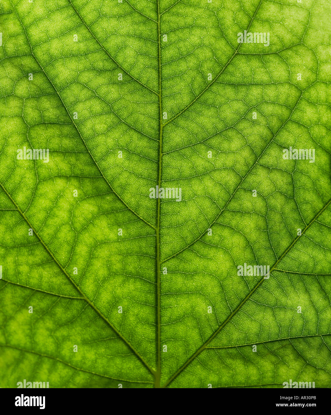 Feuille d'arbre Banque de photographies et d’images à haute résolution ...