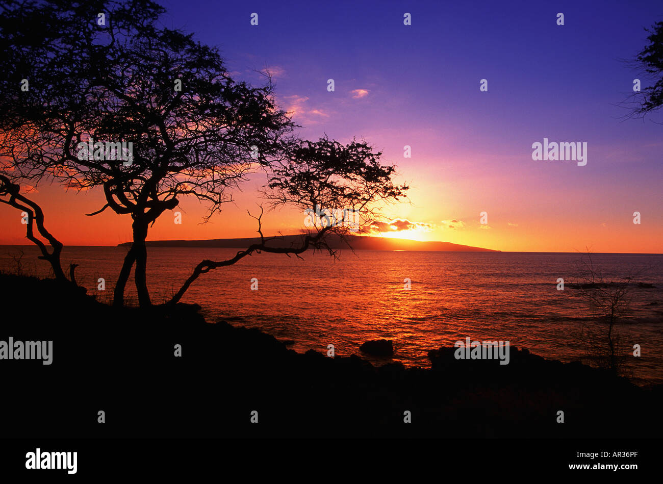 Kiawe tree Banque de photographies et d’images à haute résolution - Alamy