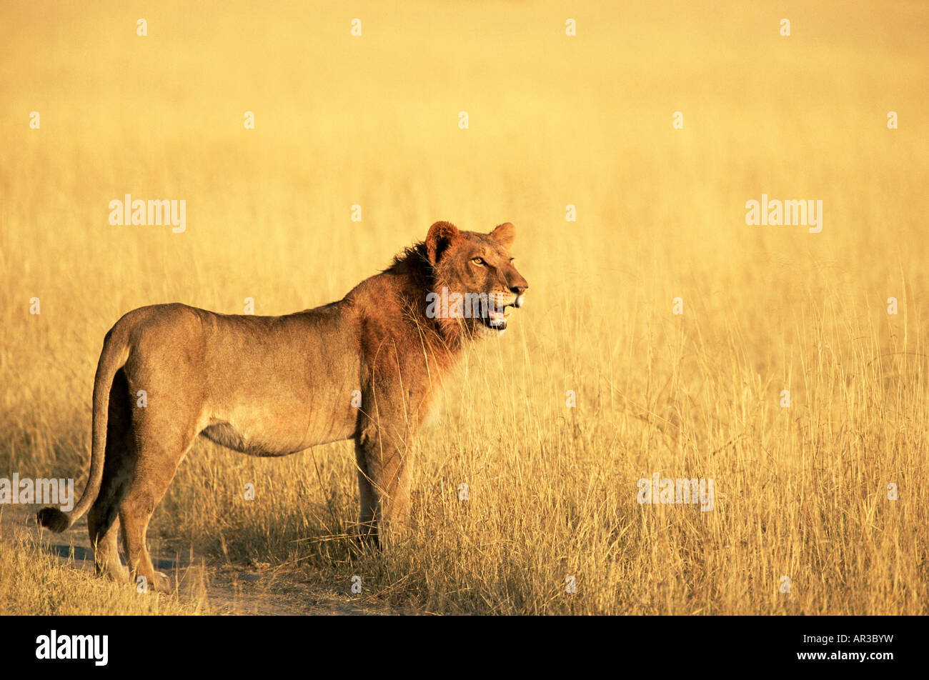 Afrique lion Banque de photographies et d’images à haute résolution - Alamy