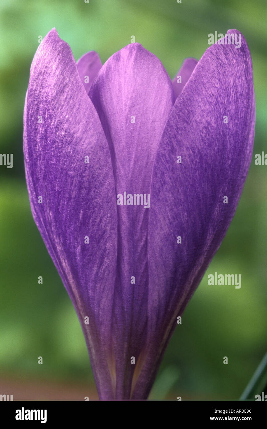 Crocus serotinus Banque de photographies et d’images à haute résolution ...