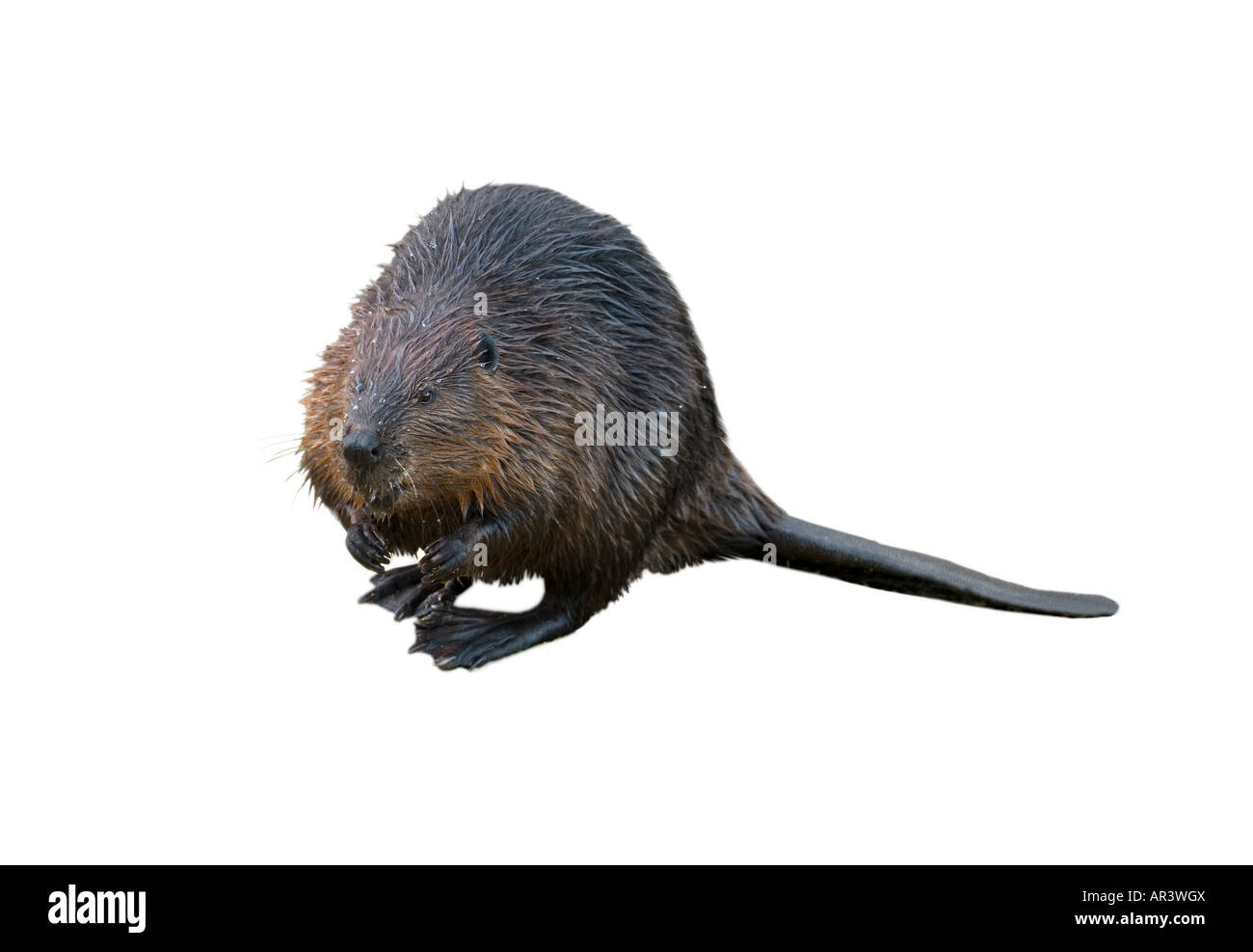 Le castor Banque de photographies et d’images à haute résolution - Alamy