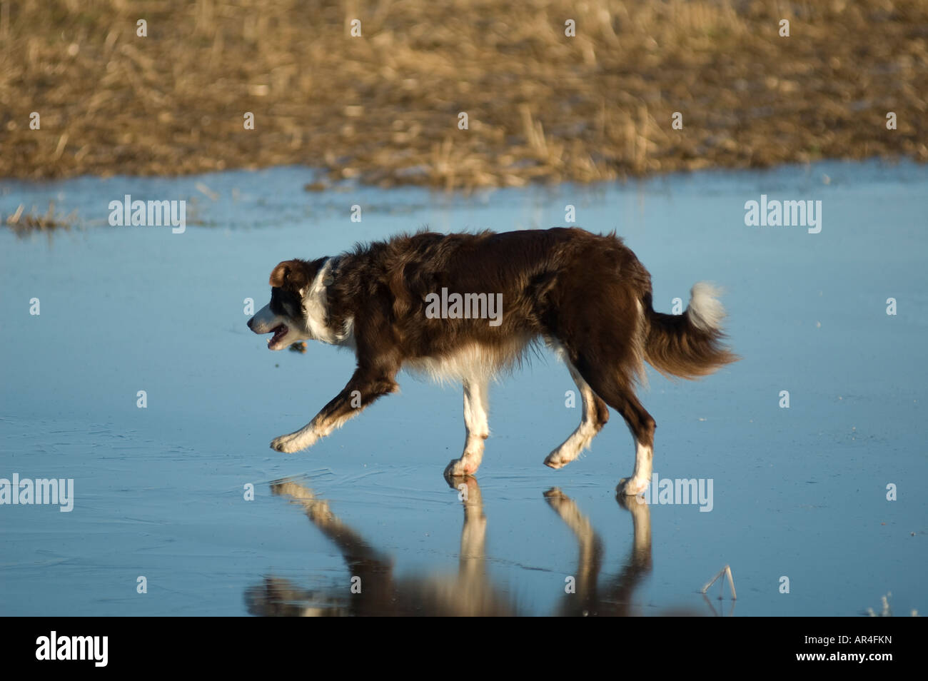Dog on ice Banque de photographies et d’images à haute résolution - Alamy