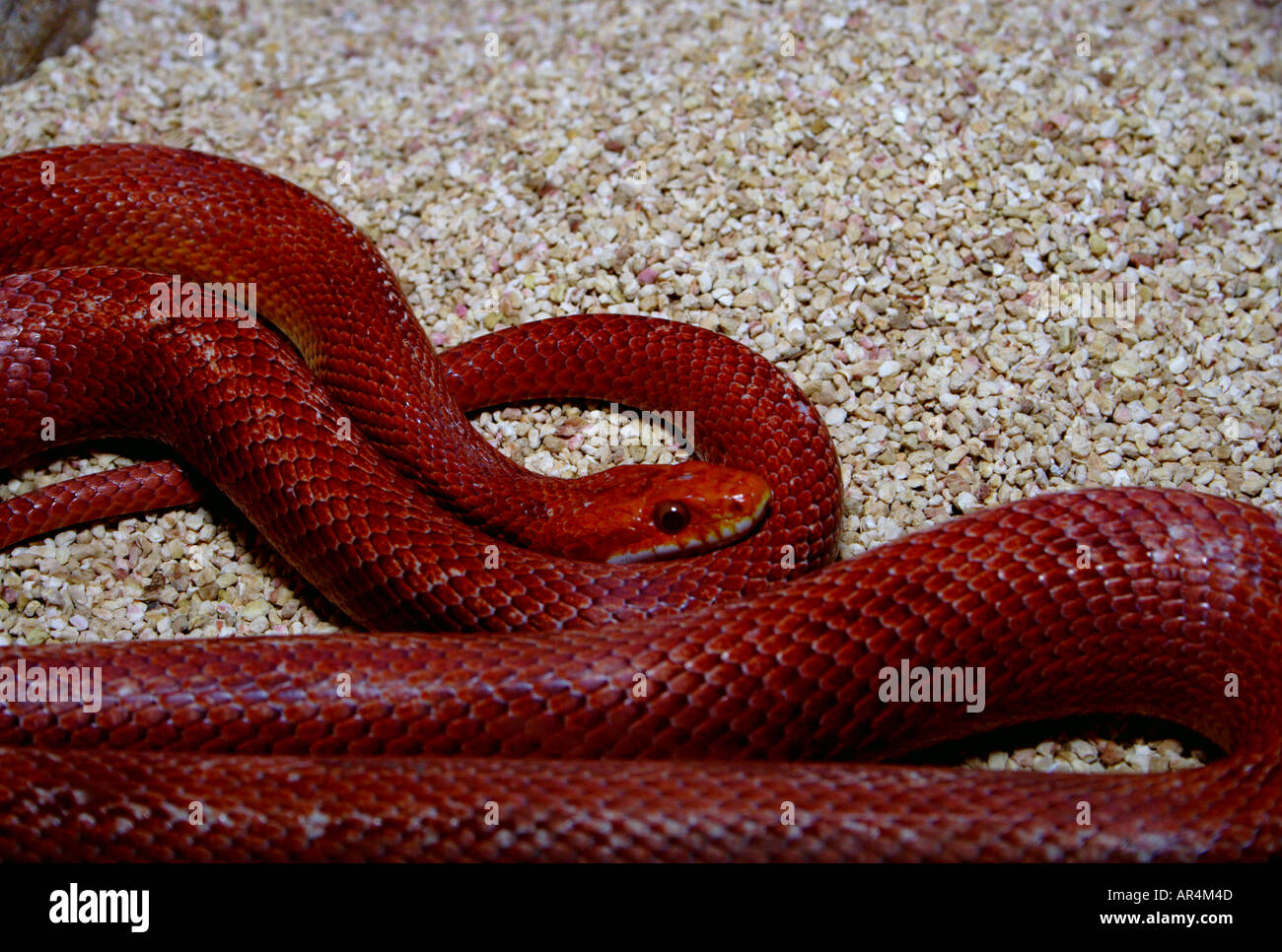 Les serpents se tortillent Banque de photographies et d’images à haute ...