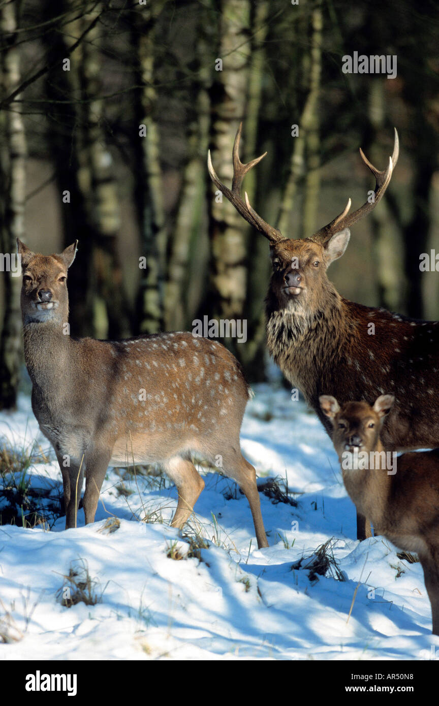 Dybowski sika cervus nippon dybowskii Banque de photographies et d ...