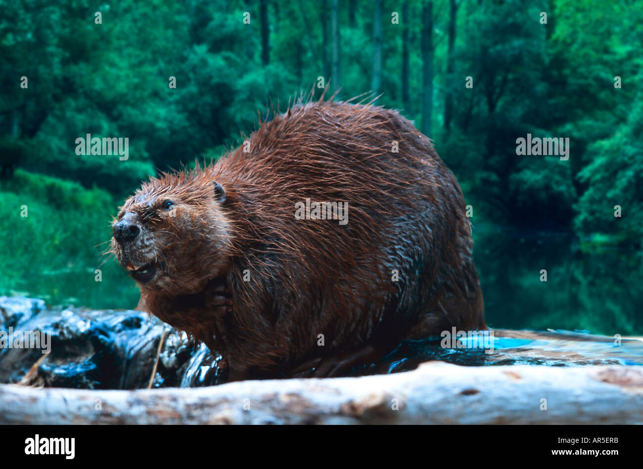 Castor fiber canadensis Banque de photographies et d’images à haute ...