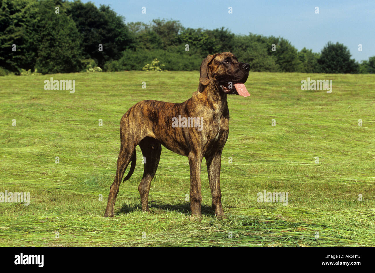 Grands chiens de grande taille Banque de photographies et d’images à ...