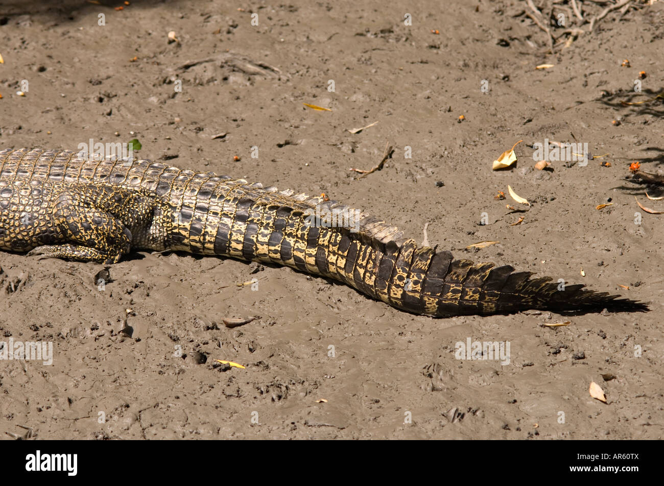 Crocodile marin australien Banque de photographies et d’images à haute ...