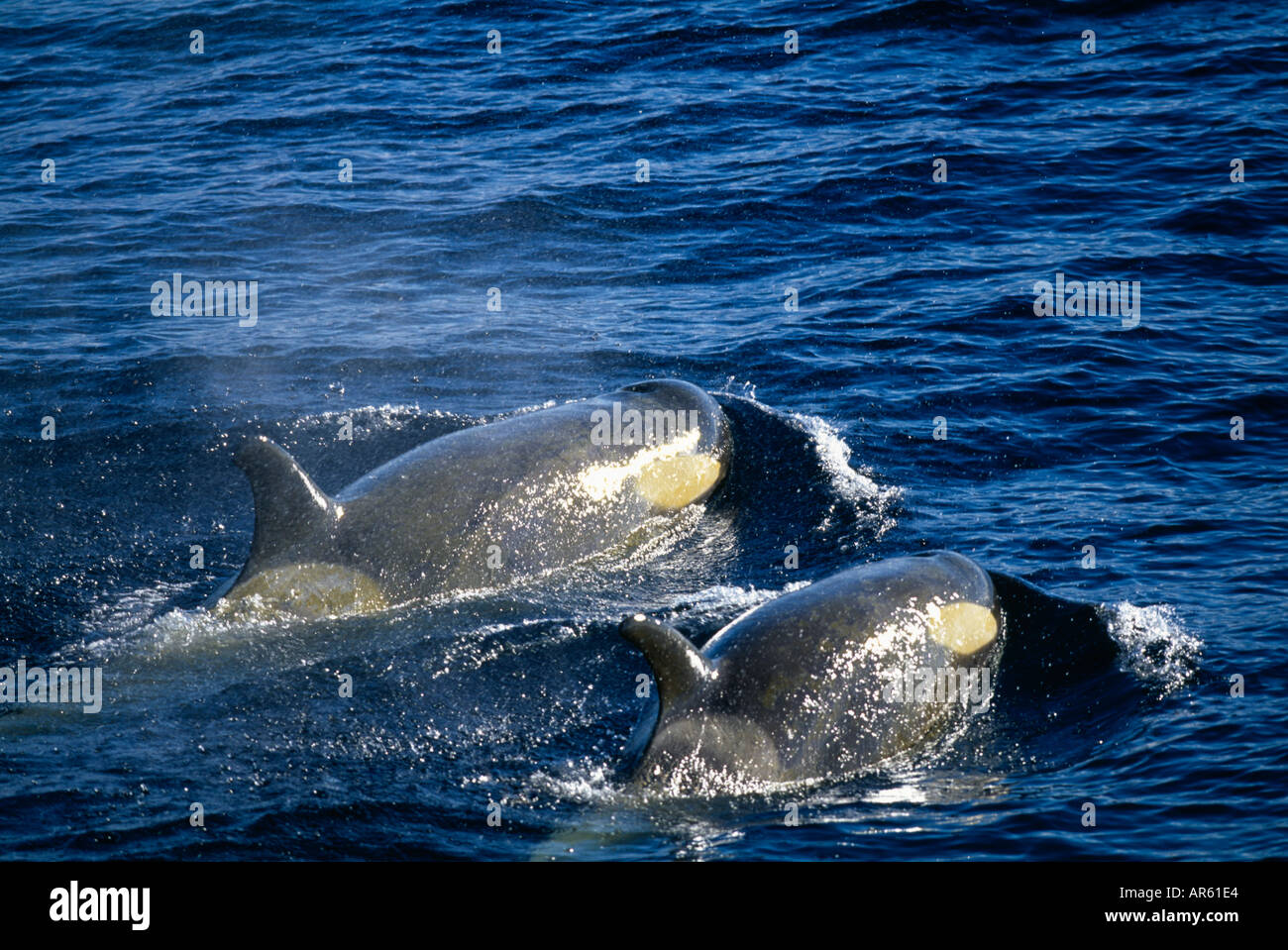 Orque antarctique Banque de photographies et d’images à haute ...
