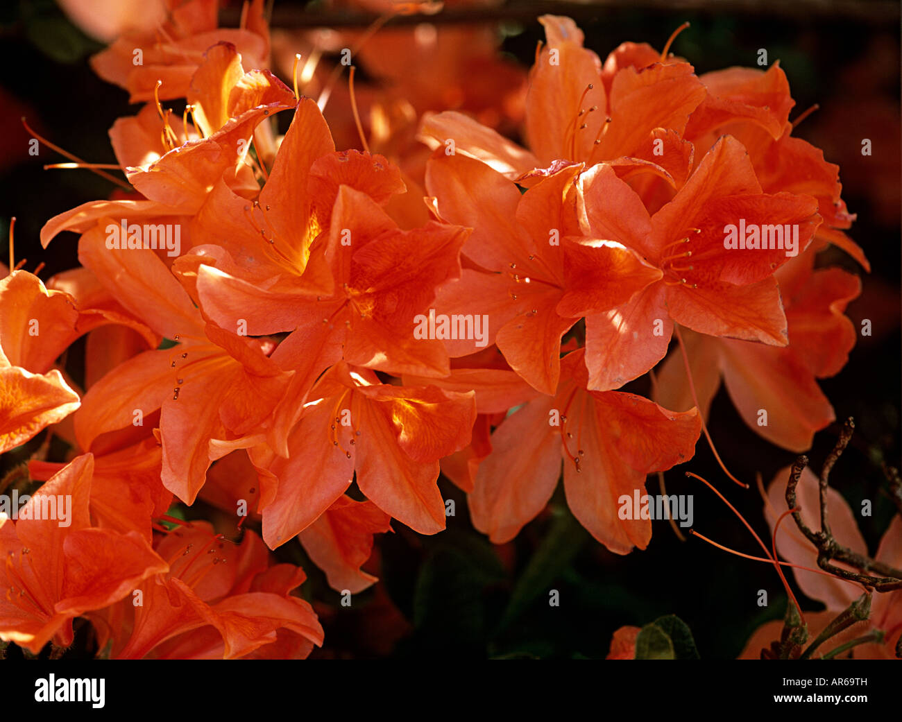 Fleurs d'azalée Banque de photographies et d’images à haute résolution ...