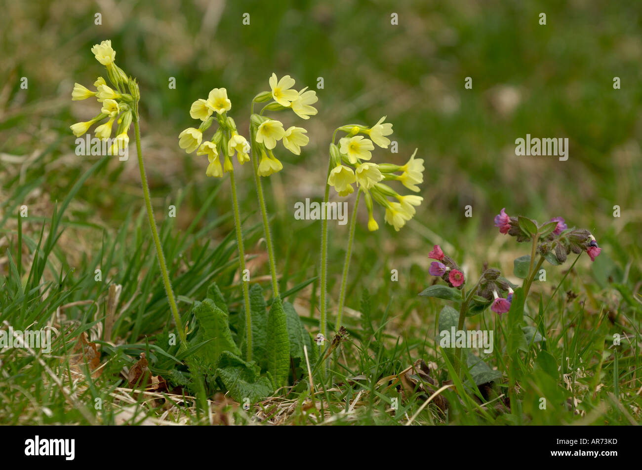 Primula plant Banque de photographies et d’images à haute résolution ...