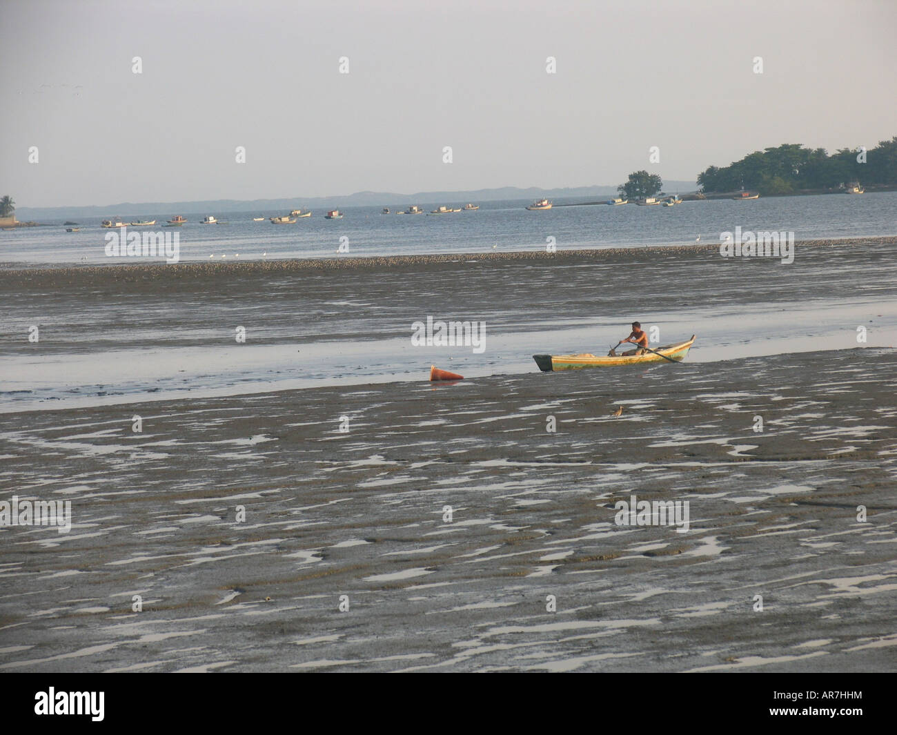 Sangsue de mer Banque de photographies et d’images à haute résolution ...