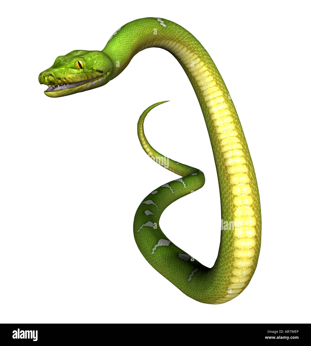 Biologie du serpent Banque de photographies et d’images à haute ...