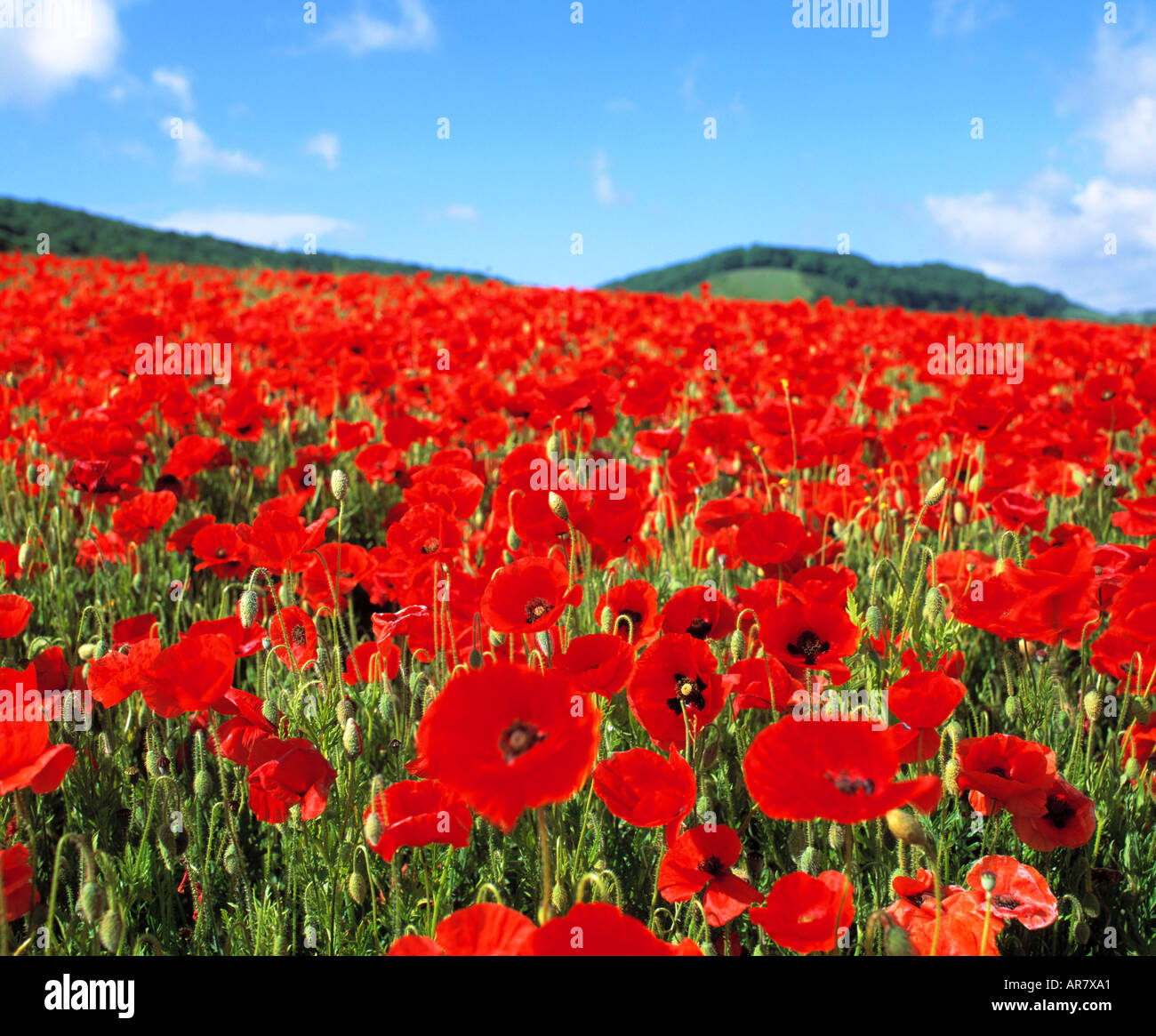 Alkham valley Banque de photographies et d’images à haute résolution ...