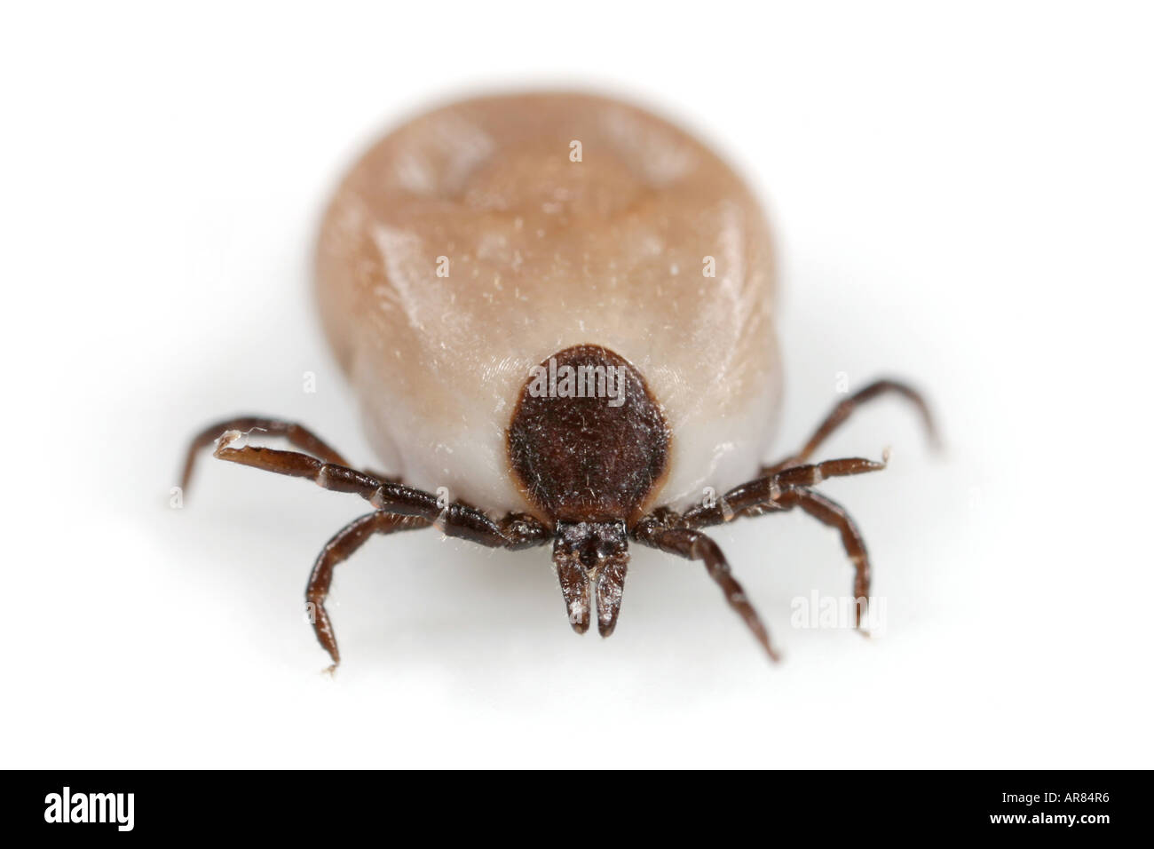 Tiques nymphes Banque de photographies et d’images à haute résolution ...