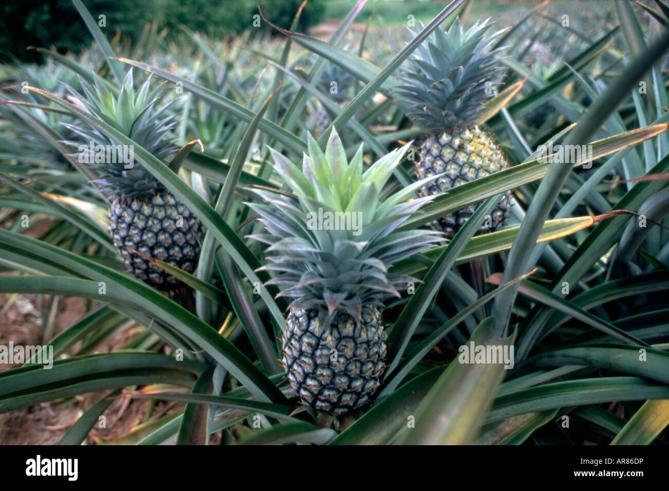 Agriculture de plantation d'ananas Banque de photographies et d’images ...