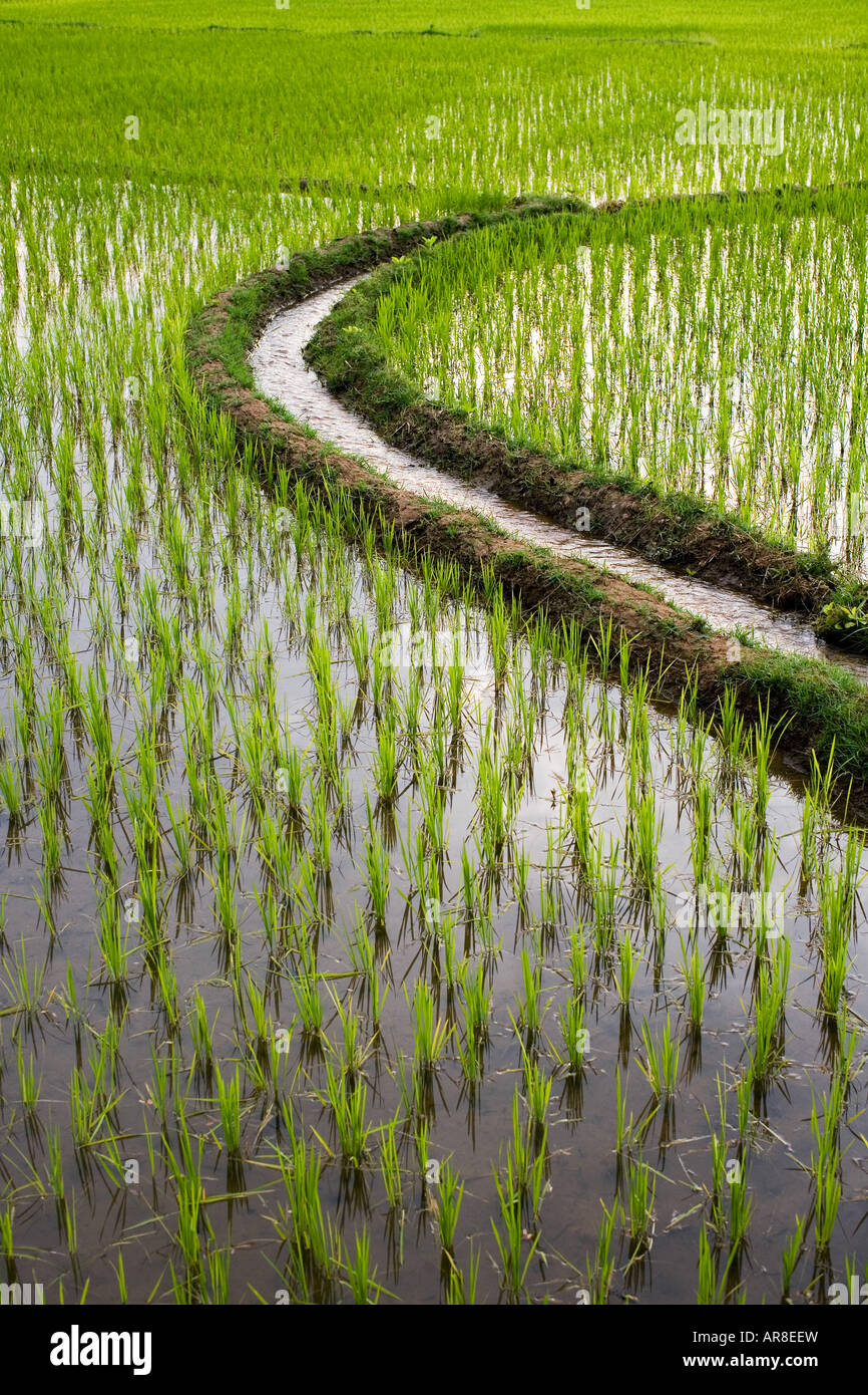 L'eau d'irrigation canal par une rizière en Inde Photo Stock - Alamy