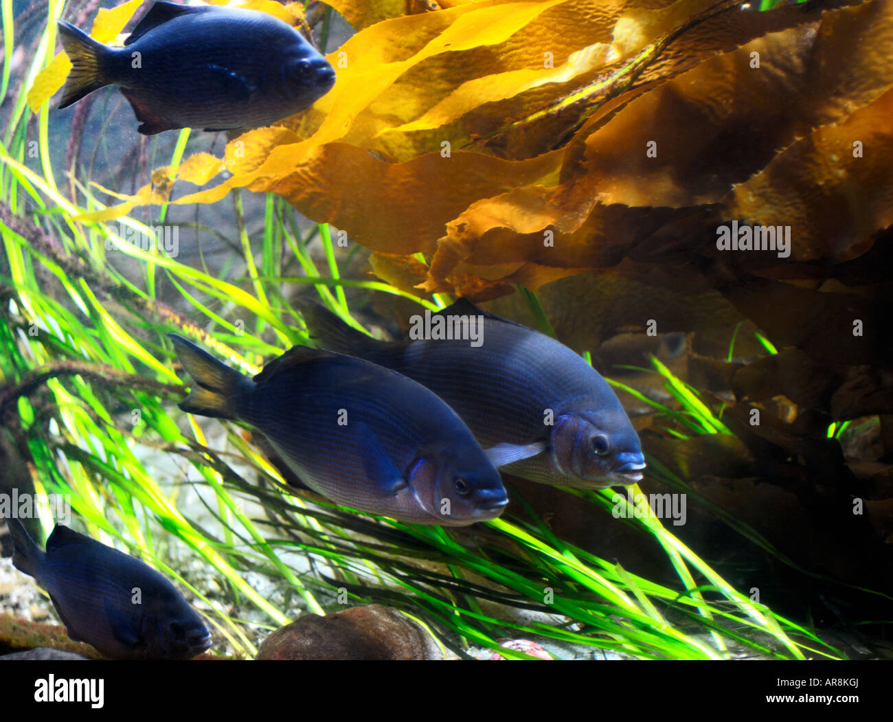 Embiotocidae perche de mer Banque de photographies et d’images à haute ...