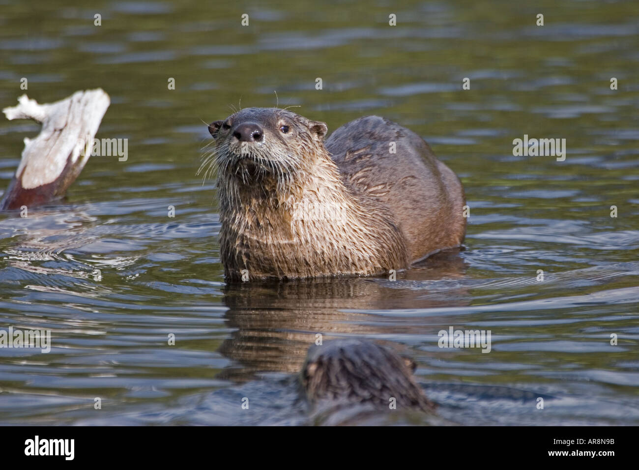 La loutre de rivière, Lutra canadensis, dans le Parc National de ...