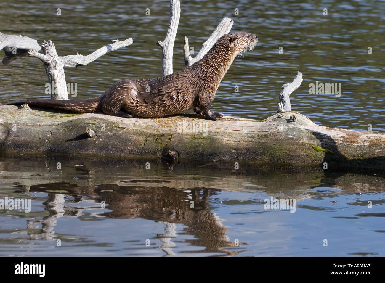 La loutre de rivière, Lutra canadensis, dans le Parc National de ...