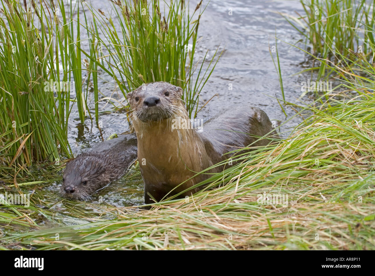 La loutre de rivière, Lutra canadensis, dans le Parc National de ...