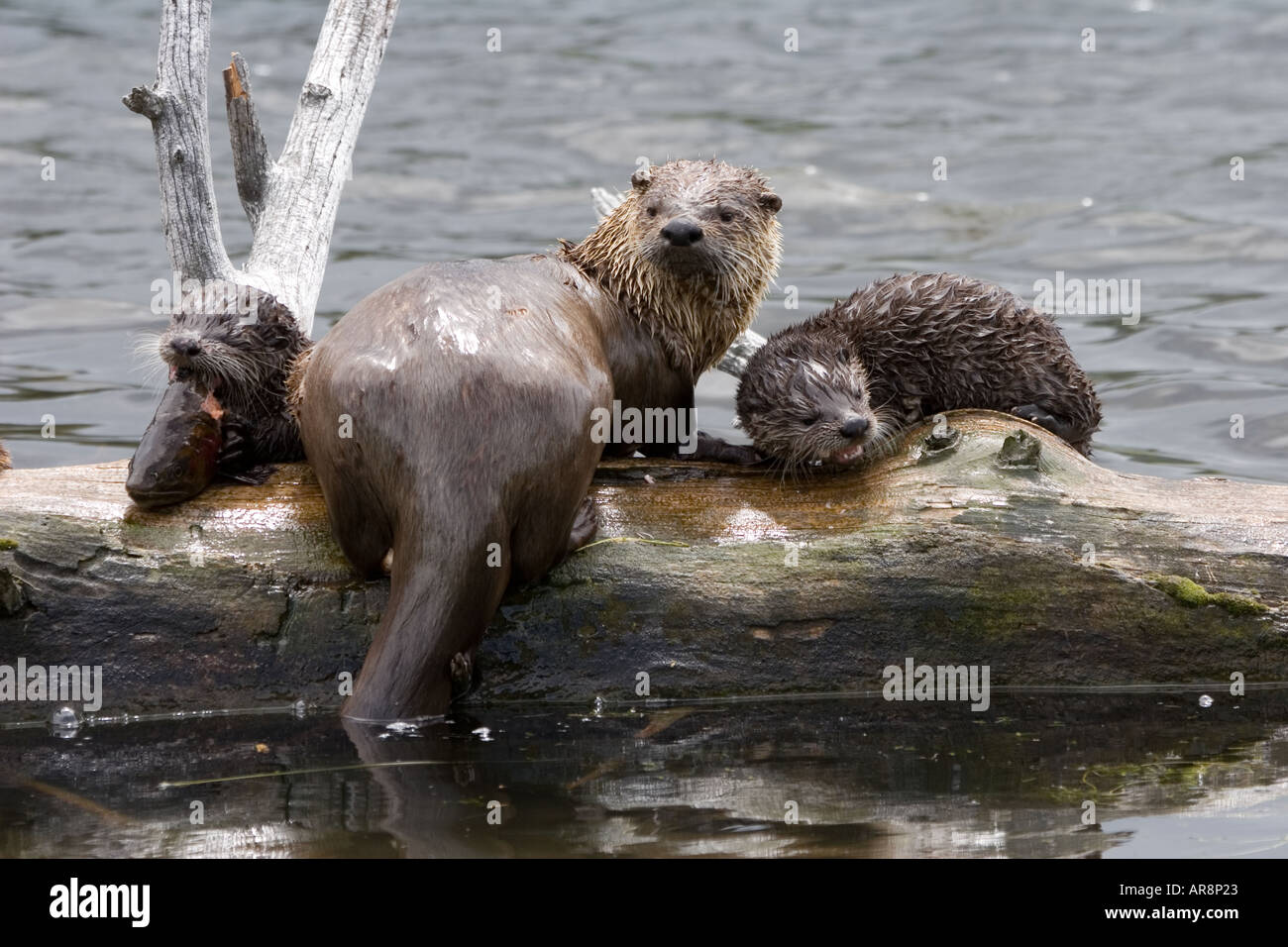 La loutre de rivière, Lutra canadensis, avec des bébés dans le Parc ...