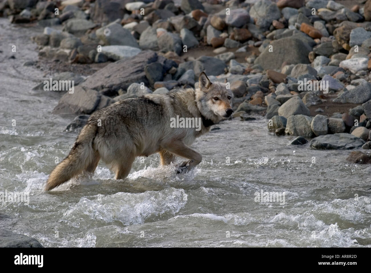 Croc de loup profil Banque de photographies et d’images à haute ...