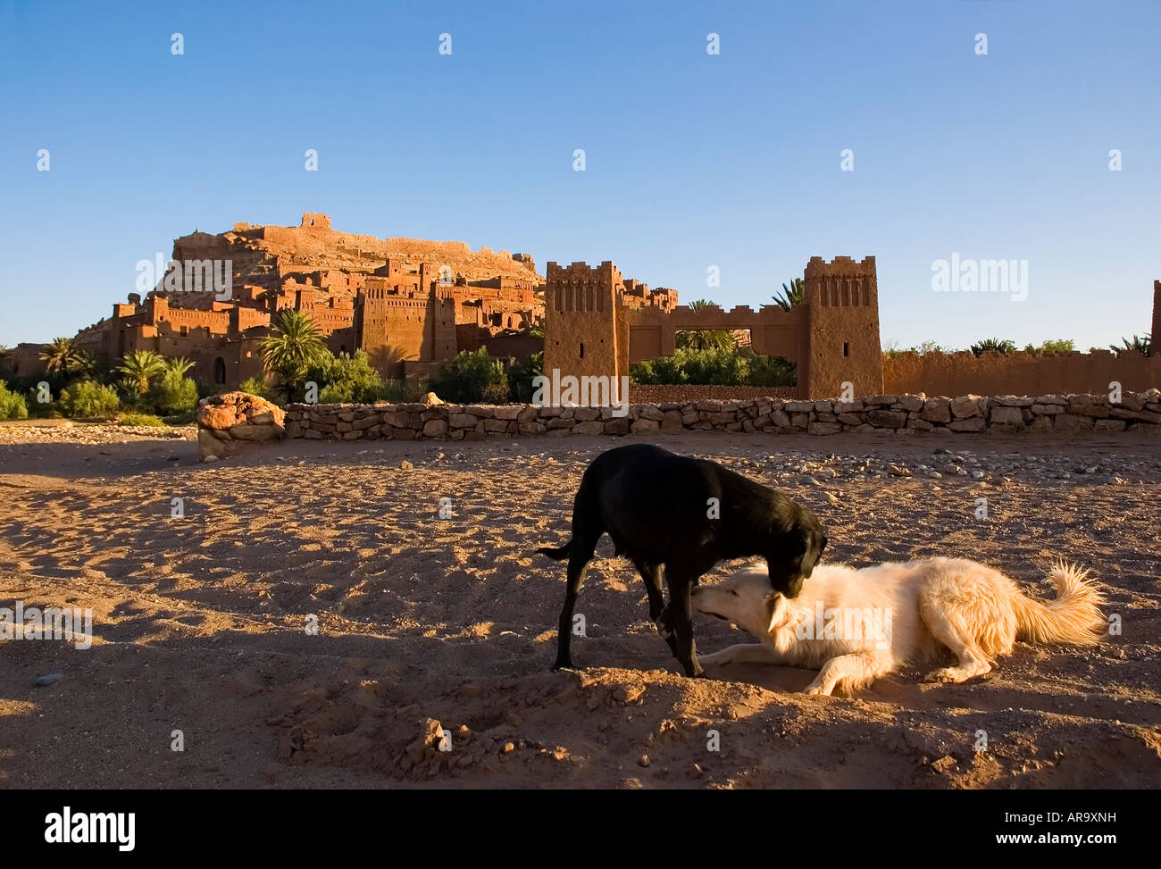 Chien errant marocain Banque de photographies et d’images à haute ...