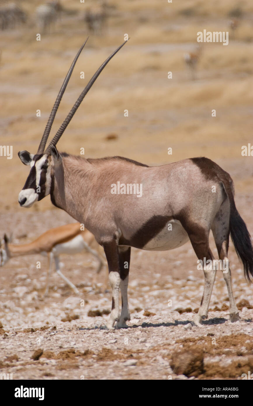 Scimitar oryx Banque de photographies et d’images à haute résolution ...