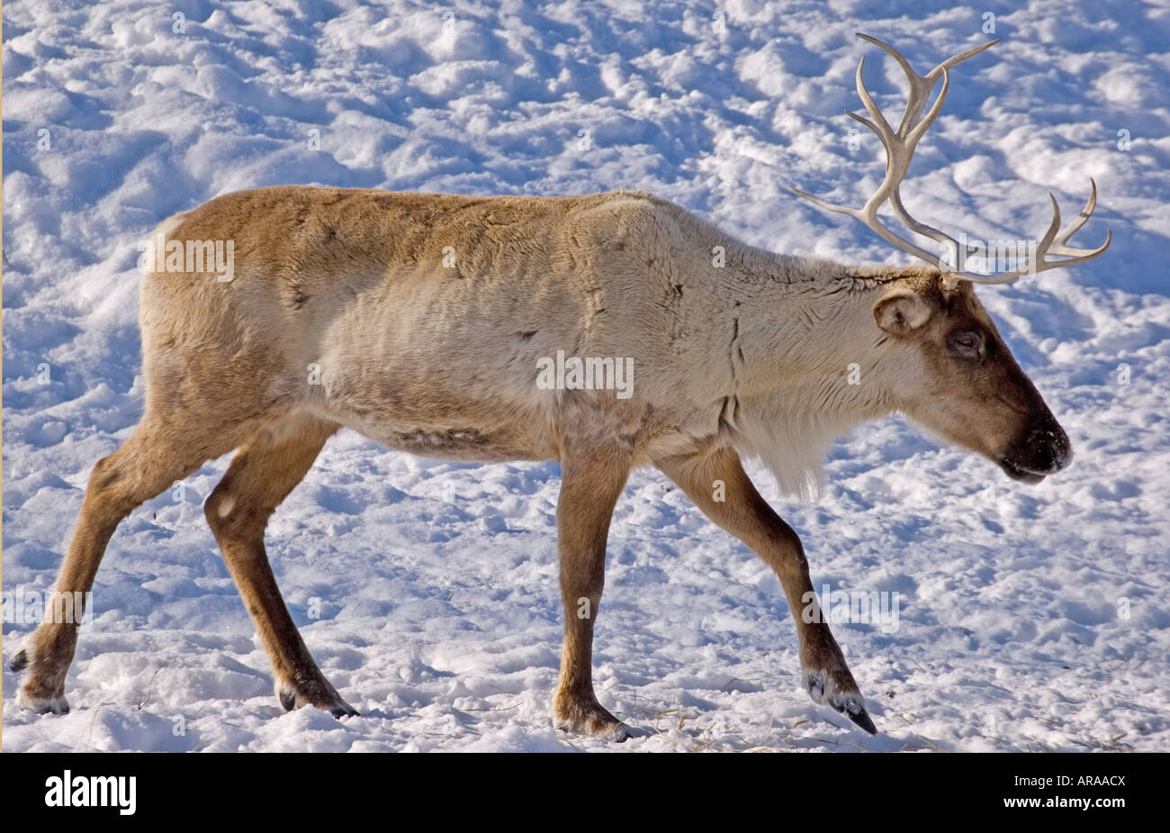 Rangifer tardanus caribou Banque de photographies et d’images à haute ...