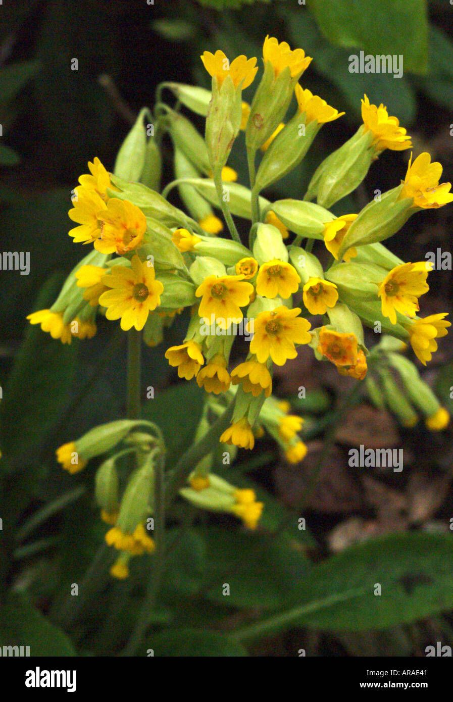 Fleurs en forme de calice Banque de photographies et d’images à haute ...