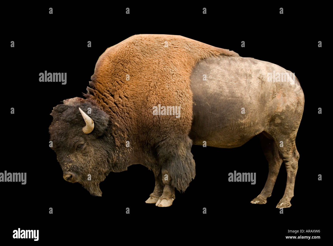 Bison head Banque d'images détourées - Alamy