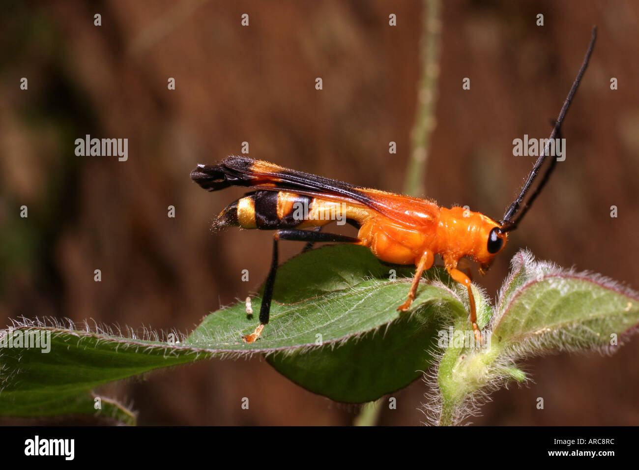 Cerambycidae espèce Dirphya longicorne qui ressemble à une guêpe ...