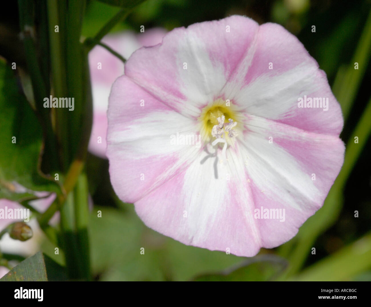 Convolvulus bindweed white flower Banque de photographies et d’images à ...